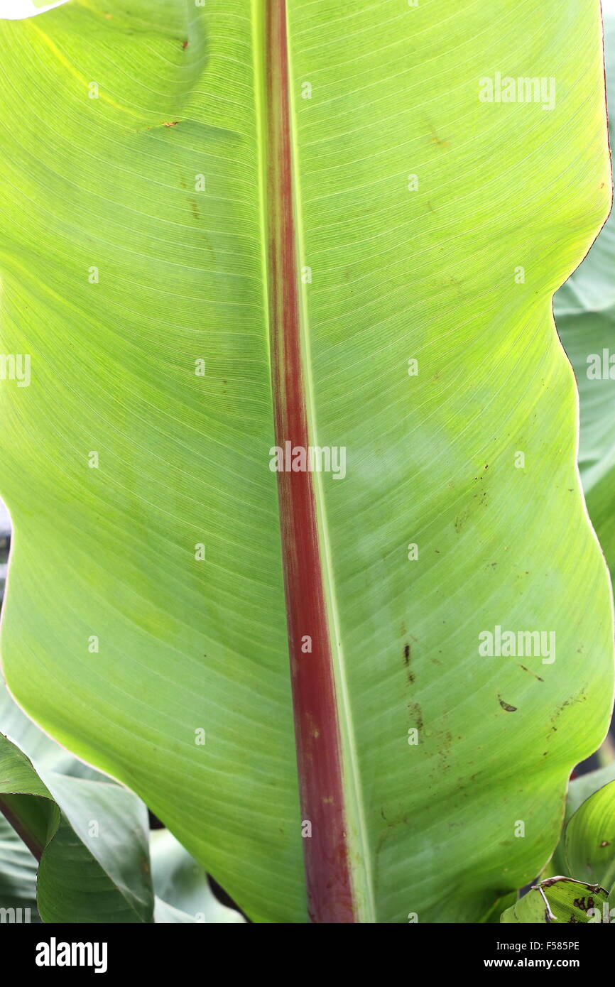 Abyssinian banana hi-res stock photography and images - Alamy