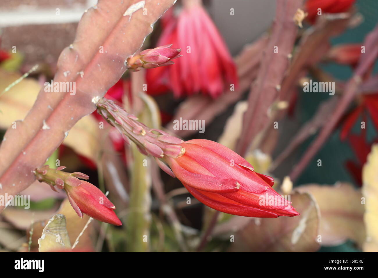 Close up of Epiphyllum or orchid cactus with flower buds Stock Photo ...