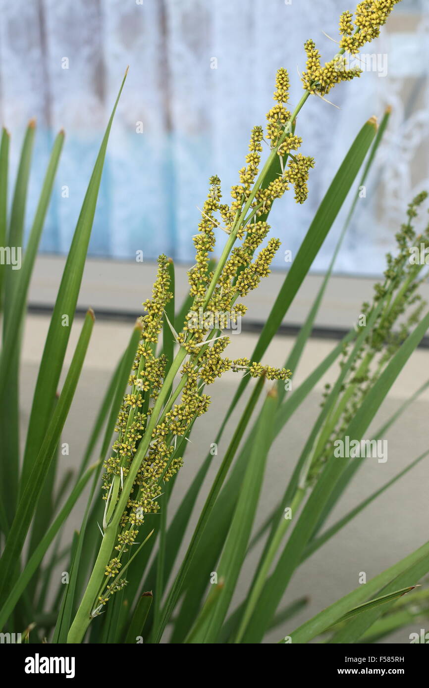 Lomandra longifolia or also known as Spiny-head Mat-rush, Basket Grass ...