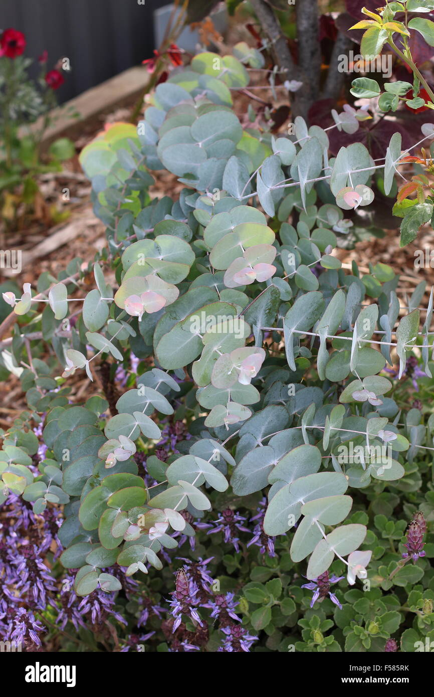 Young Eucalyptus gunni or known as Cider Gum Eucalyptus tree Stock ...