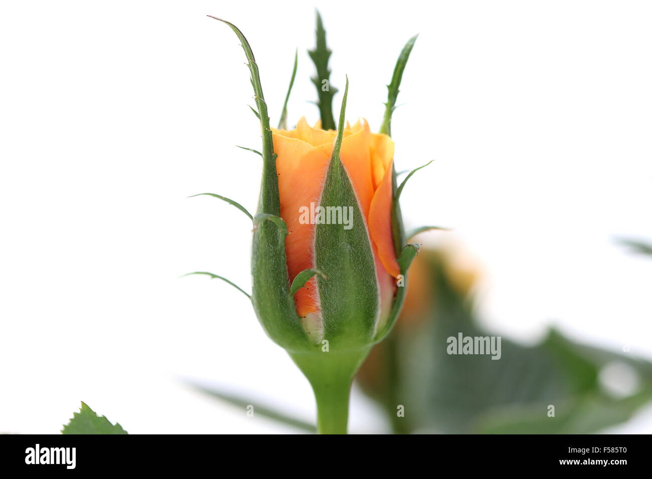 Unopened rose hi-res stock photography and images - Alamy