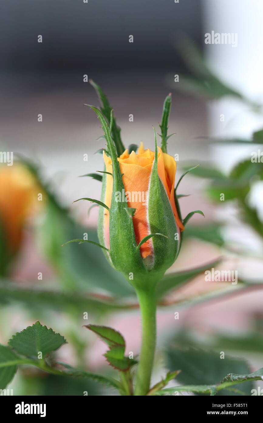 Unopened rose hi-res stock photography and images - Alamy