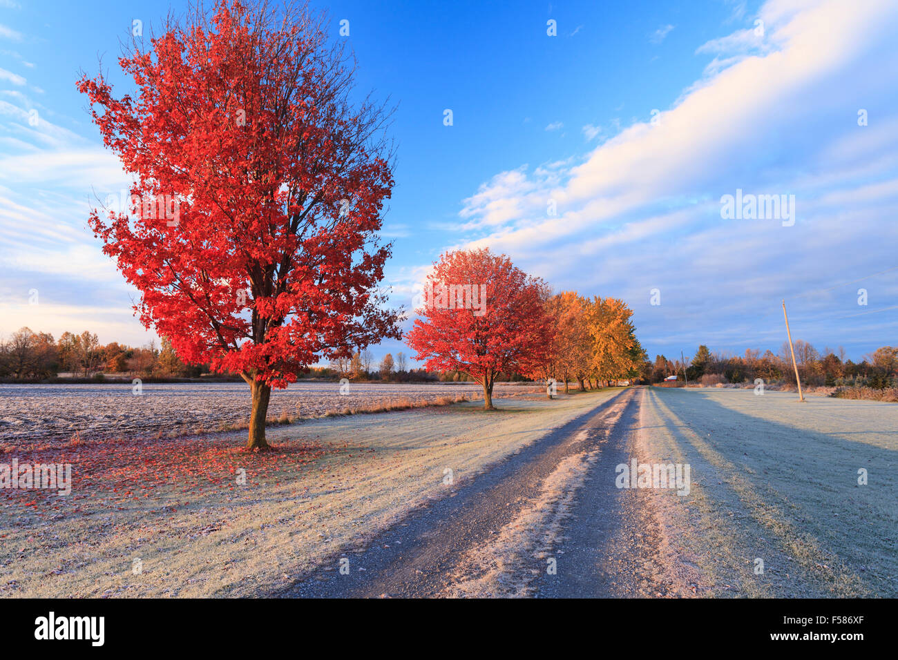 Red maple trees in a frosty sunny fall morning in rural Ottawa Stock ...