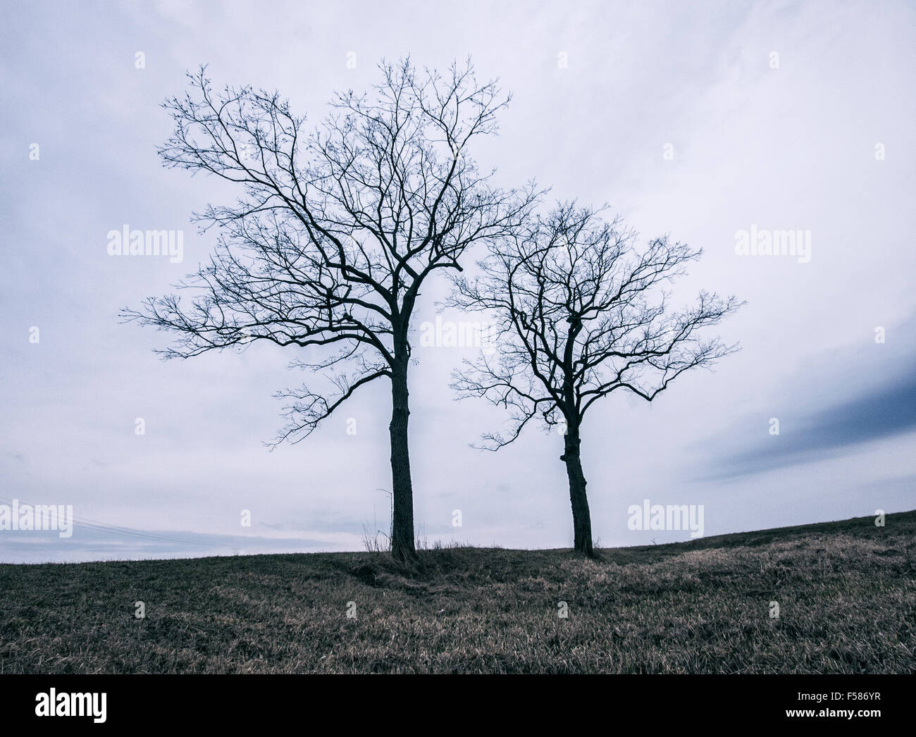 Two dead trees hi-res stock photography and images - Alamy