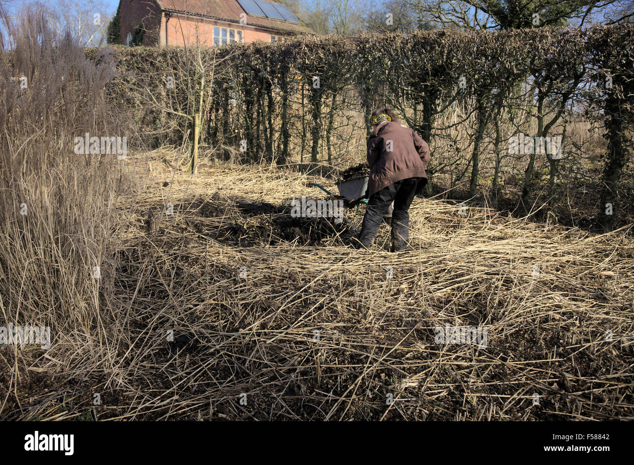 Reed bed hi-res stock photography and images - Alamy