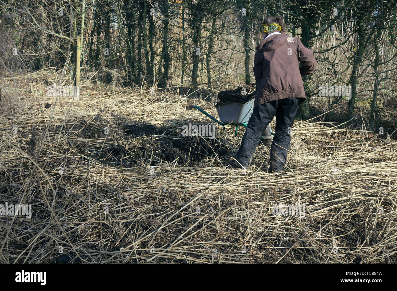 A domestic 4 m square reed bed fed by effluent from a septic tank ...