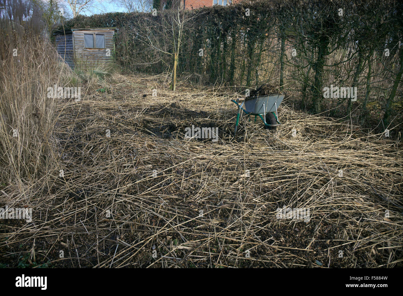 A domestic 4 m square reed bed fed by effluent from a septic tank ...