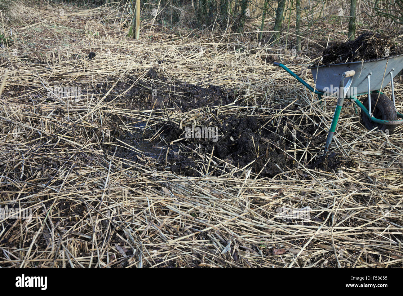 A domestic 4 m square reed bed fed by effluent from a septic tank ...