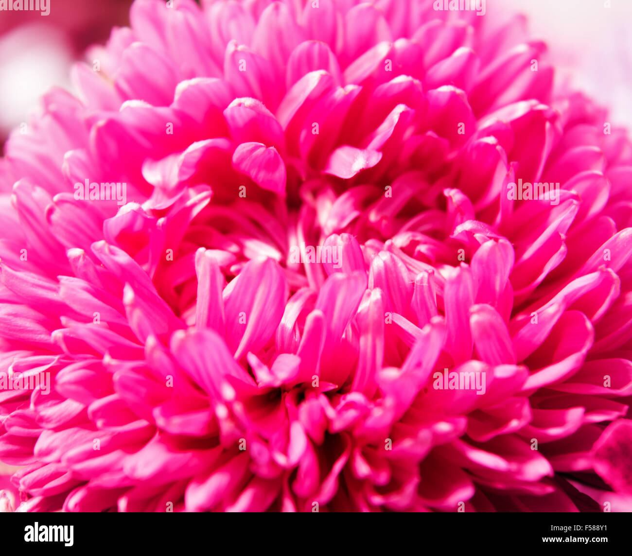 Pink aster flower. Close up background texture Stock Photo - Alamy