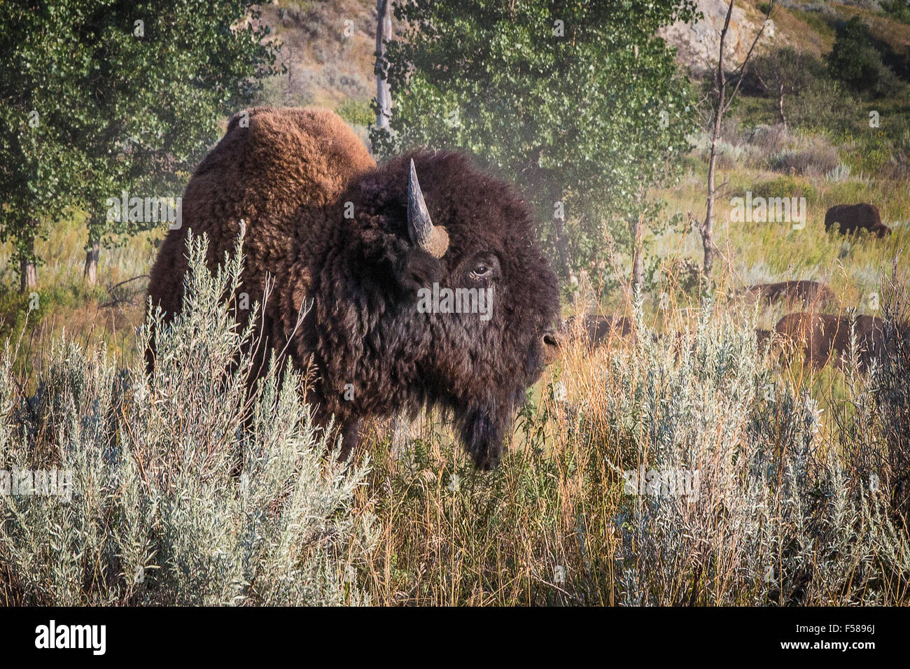 Buffalo profile hi-res stock photography and images - Alamy