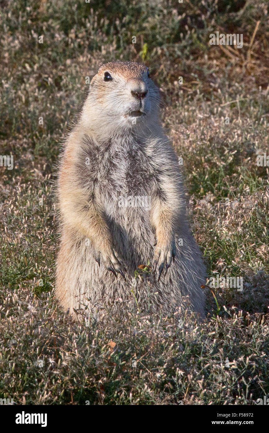 Curious prarie dog Stock Photo - Alamy