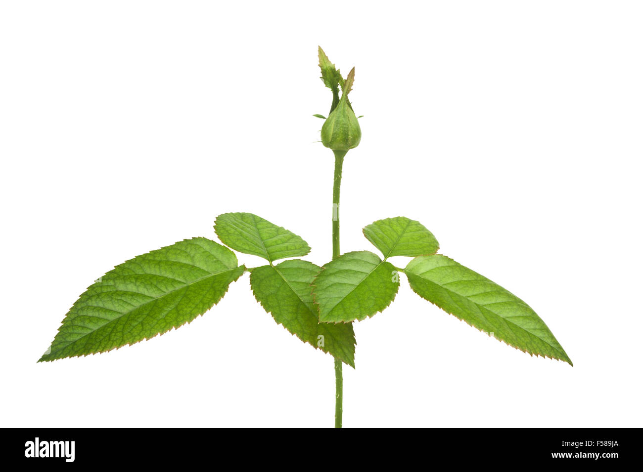 Stem young plant hi-res stock photography and images - Alamy