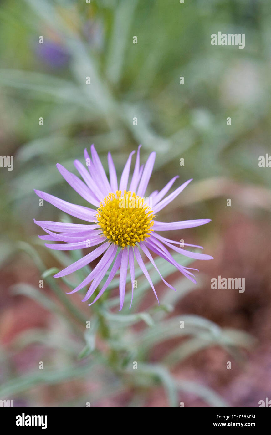 Erigeron flower hi-res stock photography and images - Alamy
