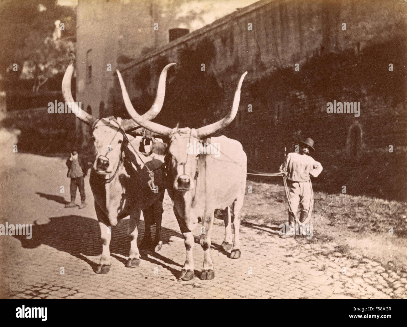 Cattle roman hi-res stock photography and images - Alamy