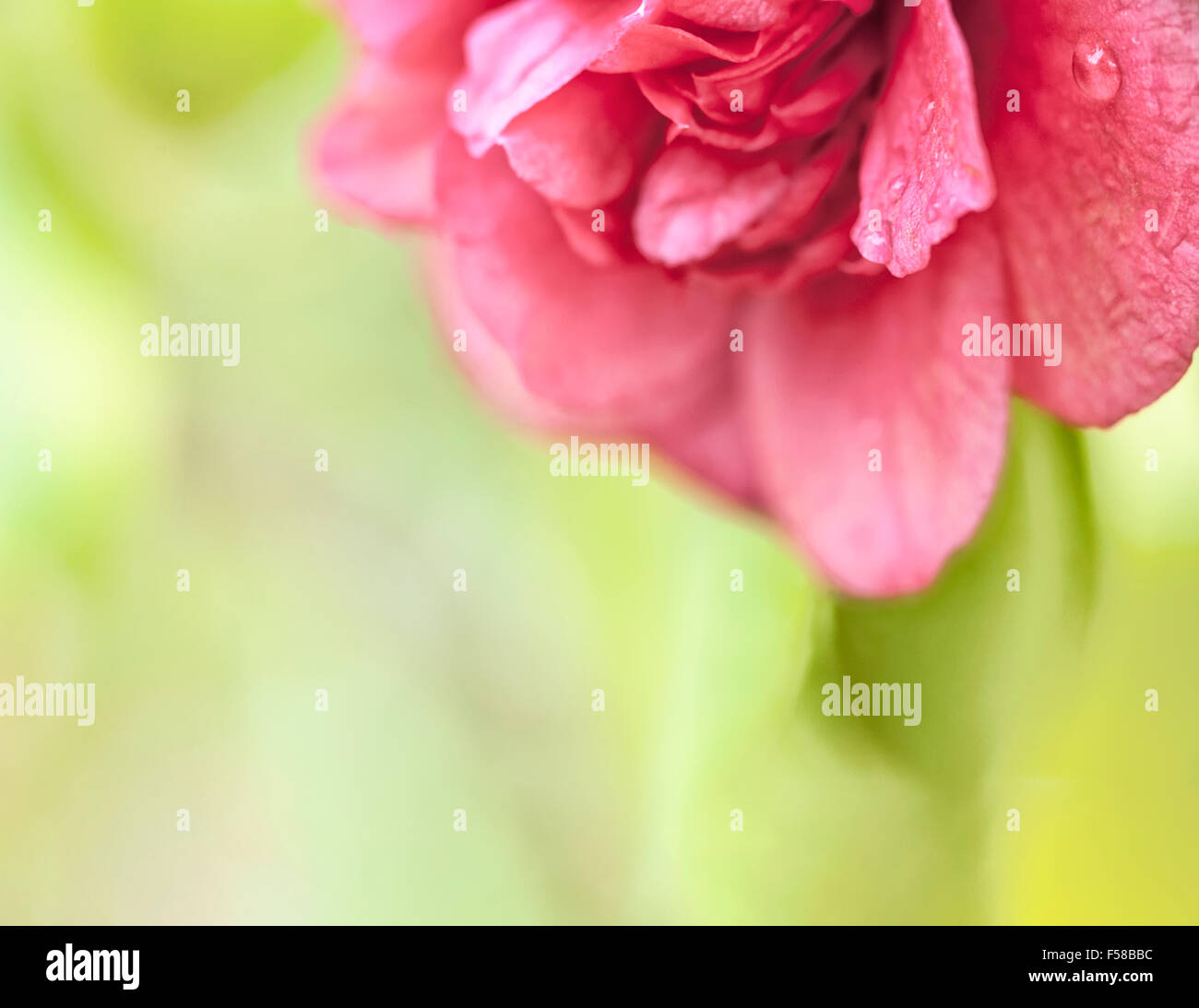 Beautiful deep pink hothouse camellia bloom macro close up with water ...