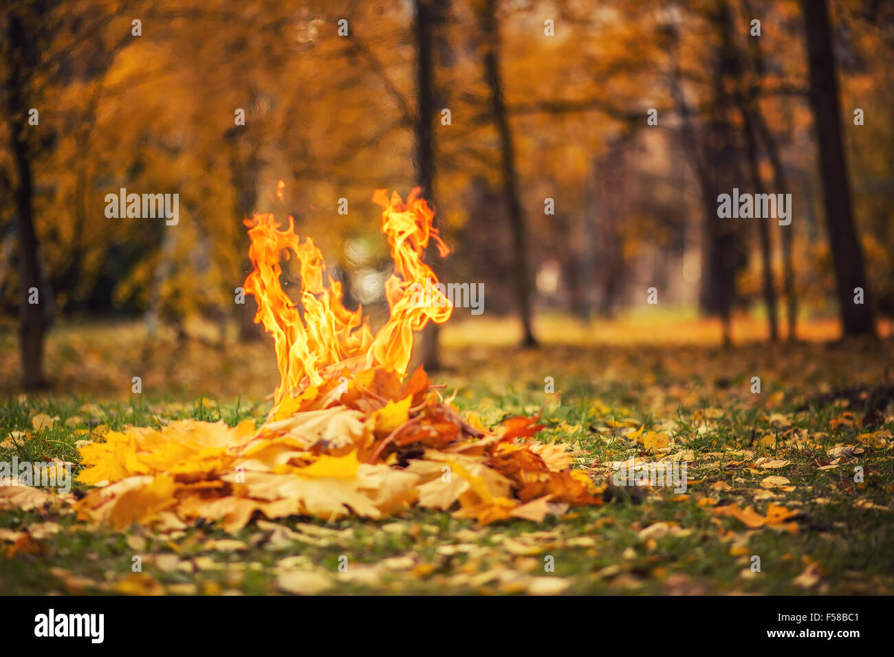 yellow maple leaves burning Stock Photo - Alamy