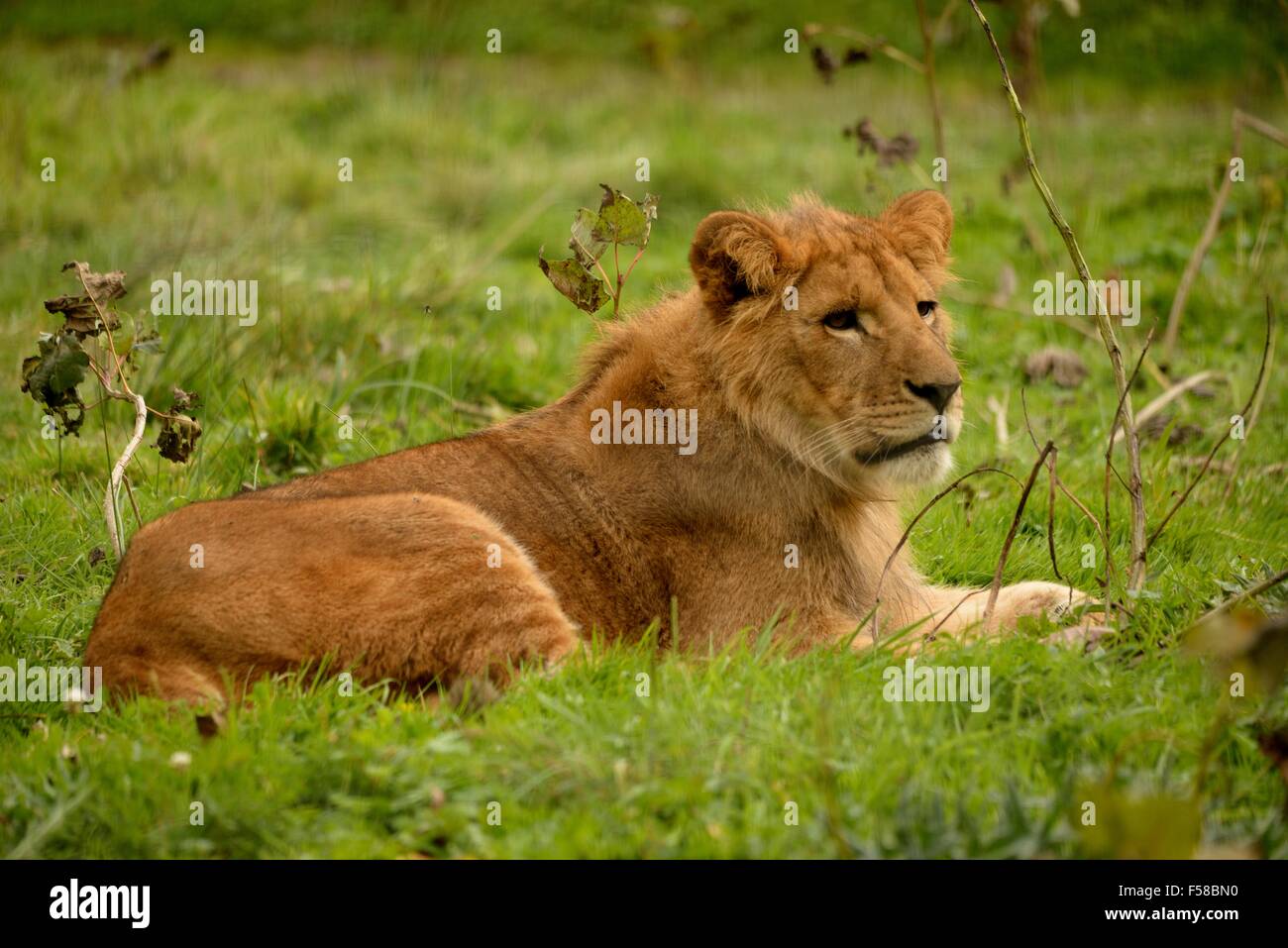 Young east african lion Stock Photo - Alamy