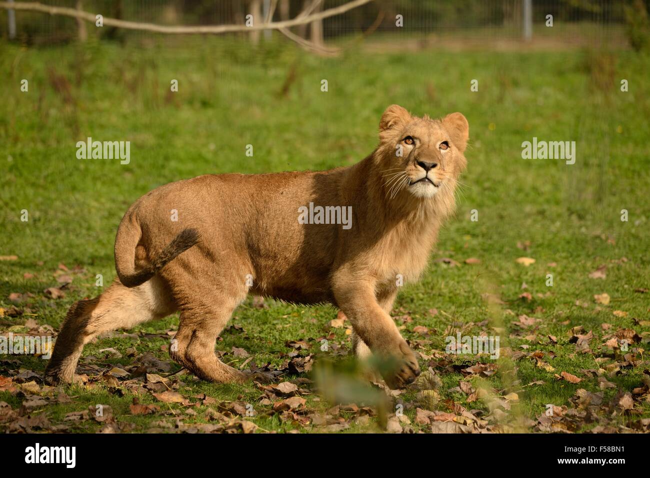 Young east african lion Stock Photo - Alamy
