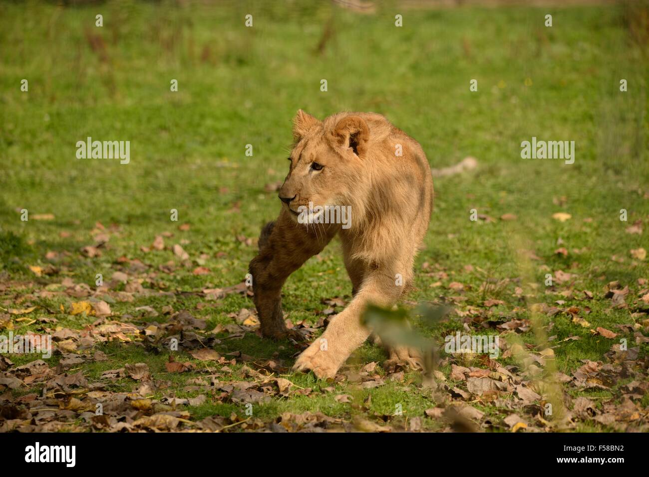 Young east african lion Stock Photo - Alamy