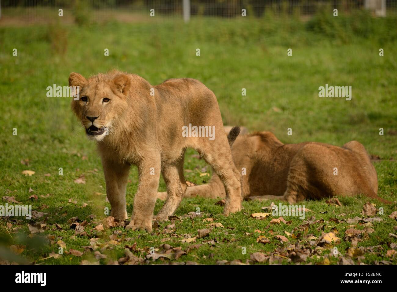 Young east african lions Stock Photo - Alamy