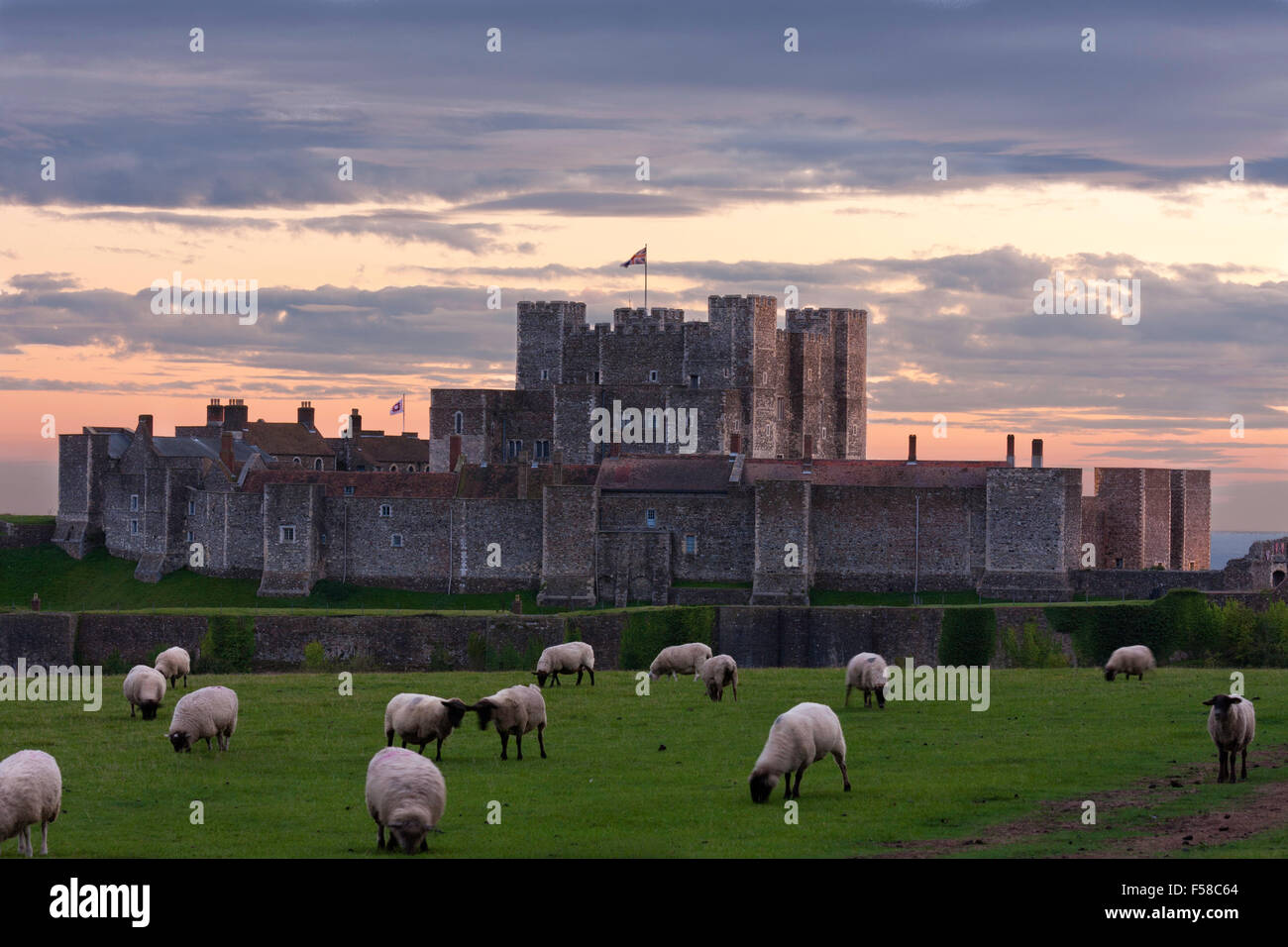 England, Dover castle. Foreground, sheep grazing in front of the castle ...