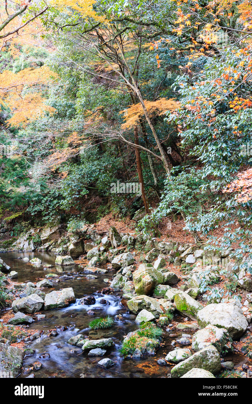 Rocky stream in small forest hi-res stock photography and images - Alamy