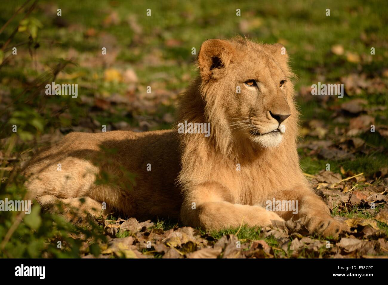 Young east african lion Stock Photo - Alamy