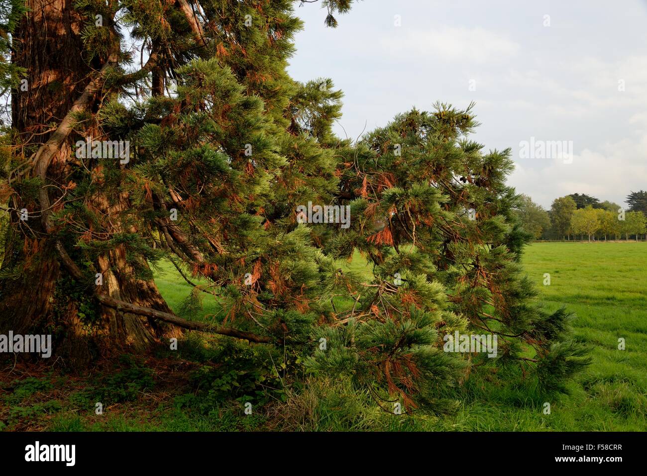 Pine tree in phoenix park hi-res stock photography and images - Alamy