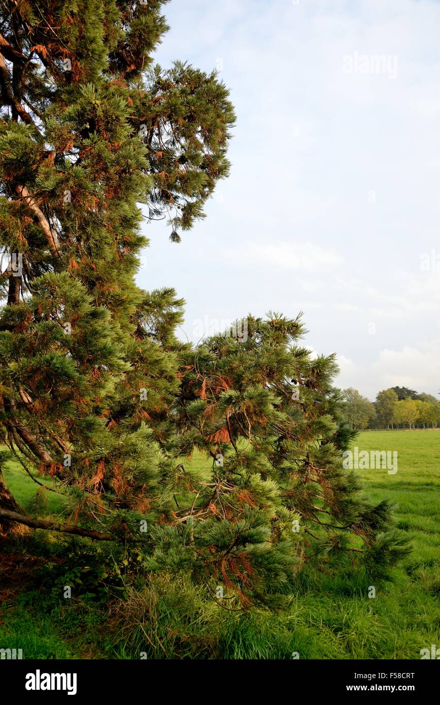Pine tree in Phoenix park Stock Photo - Alamy