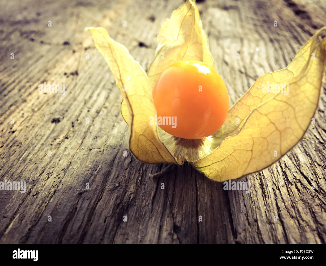 Physalis fruit peruviana on hi-res stock photography and images - Alamy