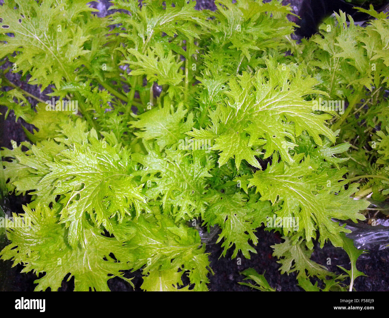 Wasabino, Brassica, juncea, Asiatischer, Salat Stock Photo - Alamy