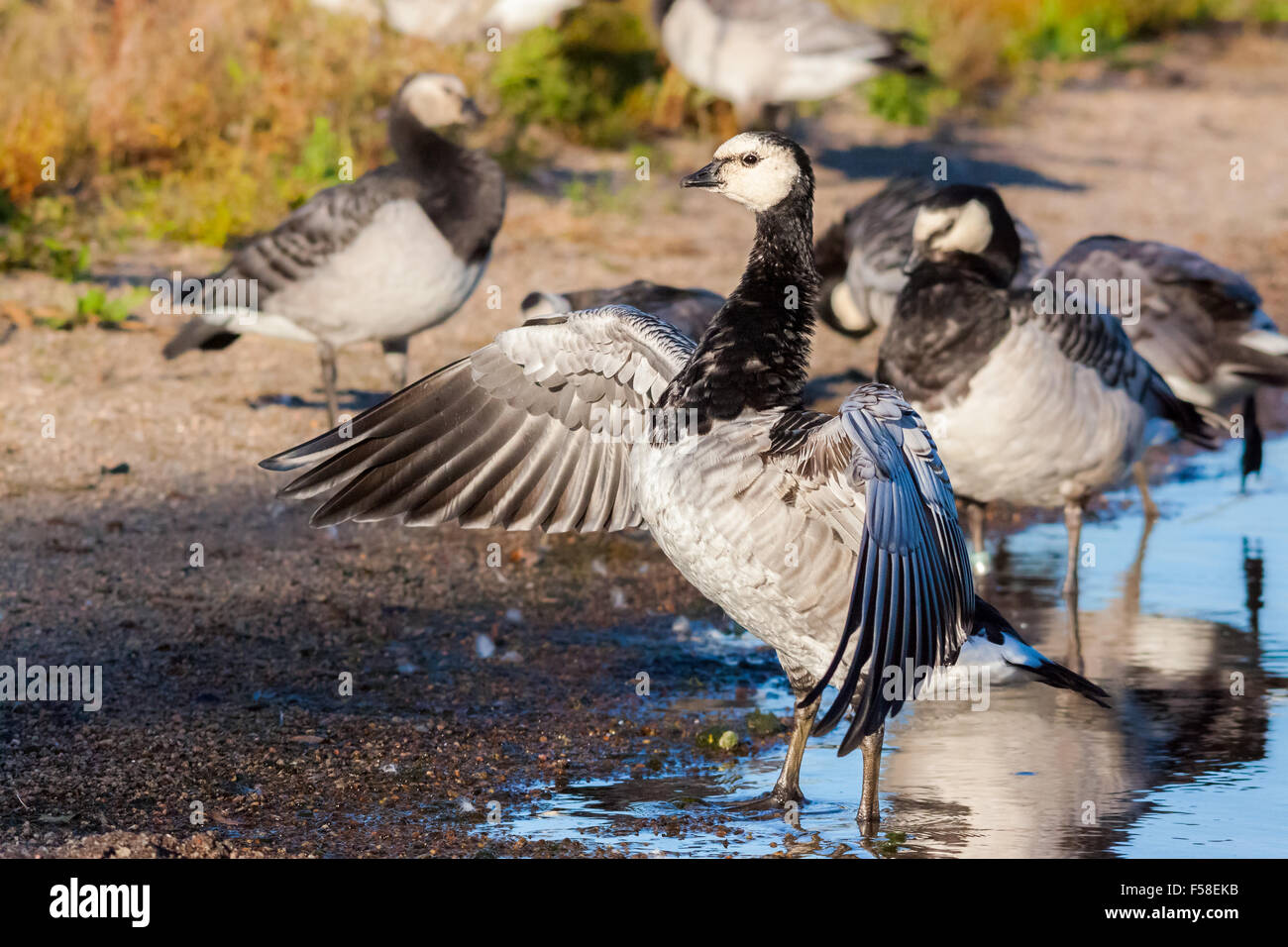 "barnacle goose", "branta leucopsis", goose Stock Photo - Alamy