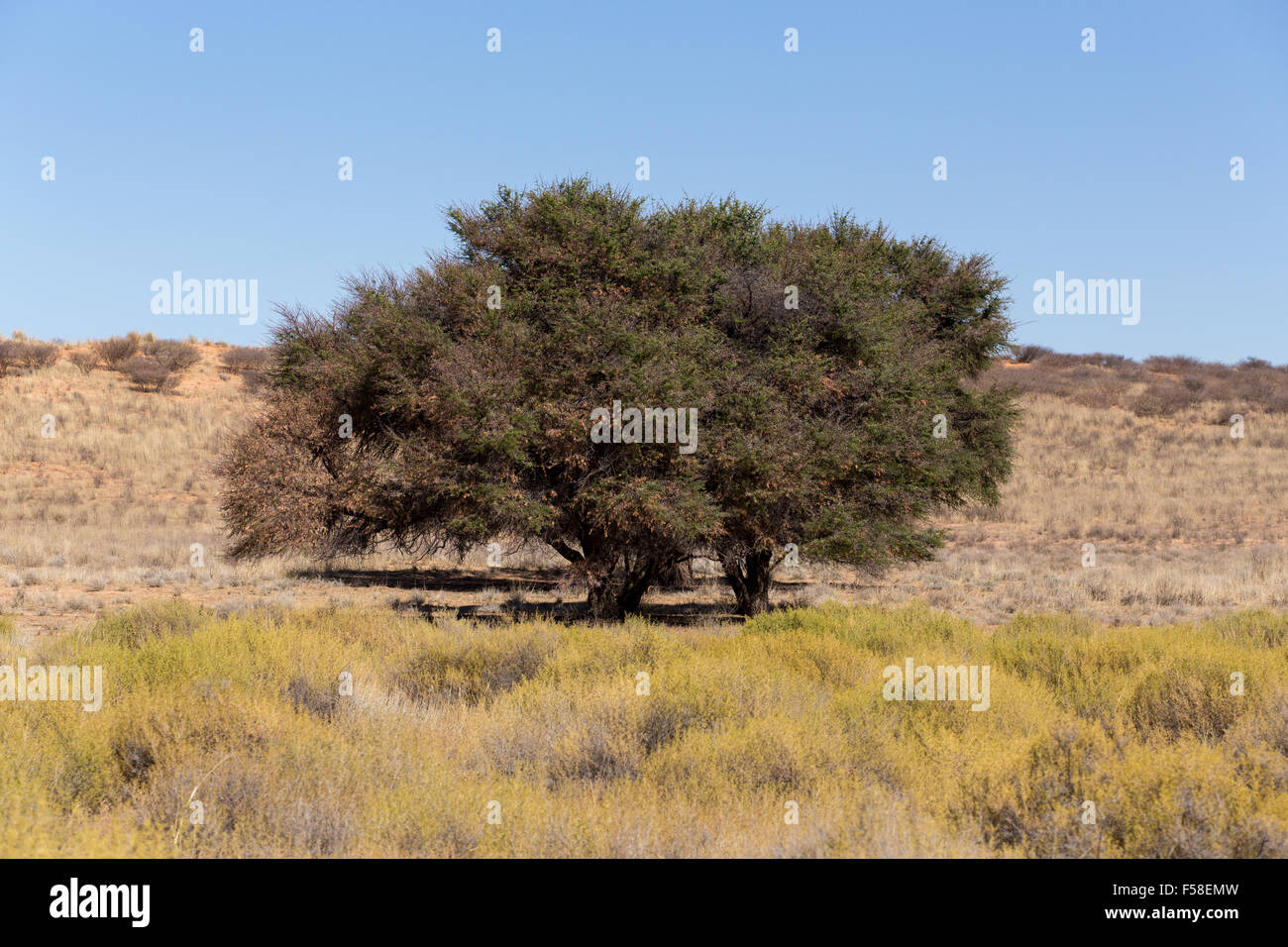 landscape with tree in Kgalagadi transfontier park, South, Africa Stock ...