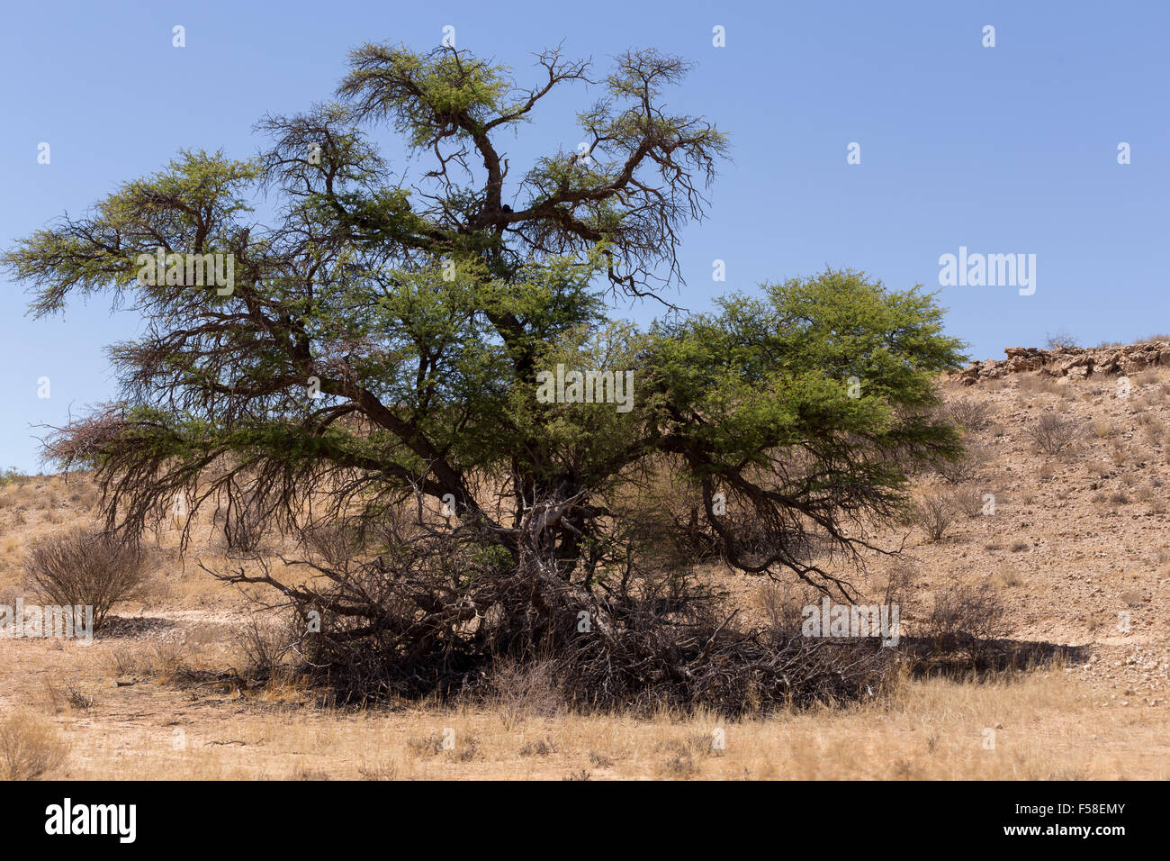 landscape with tree in Kgalagadi transfontier park, South, Africa Stock ...