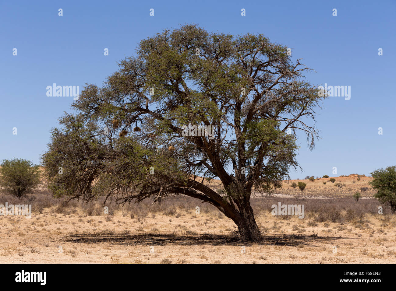 landscape with tree in Kgalagadi transfontier park, South, Africa Stock ...