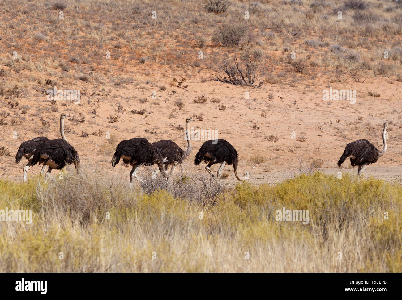Ostrich, Struthio camelus in Kgalagadi, South Africa, true wildlife ...