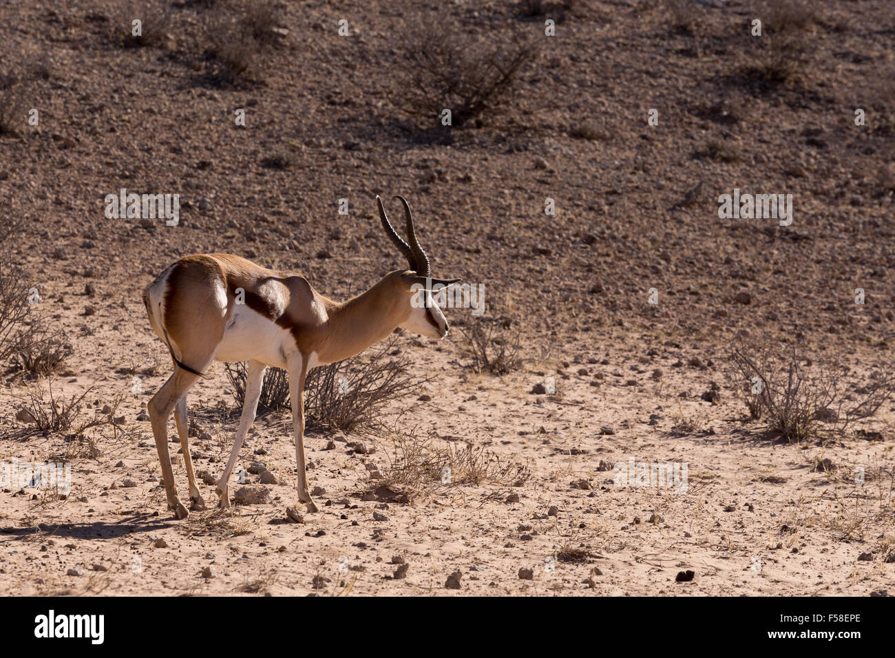 Portrait of Springbok Antidorcas marsupialis, Kgalagadi Transfontier ...