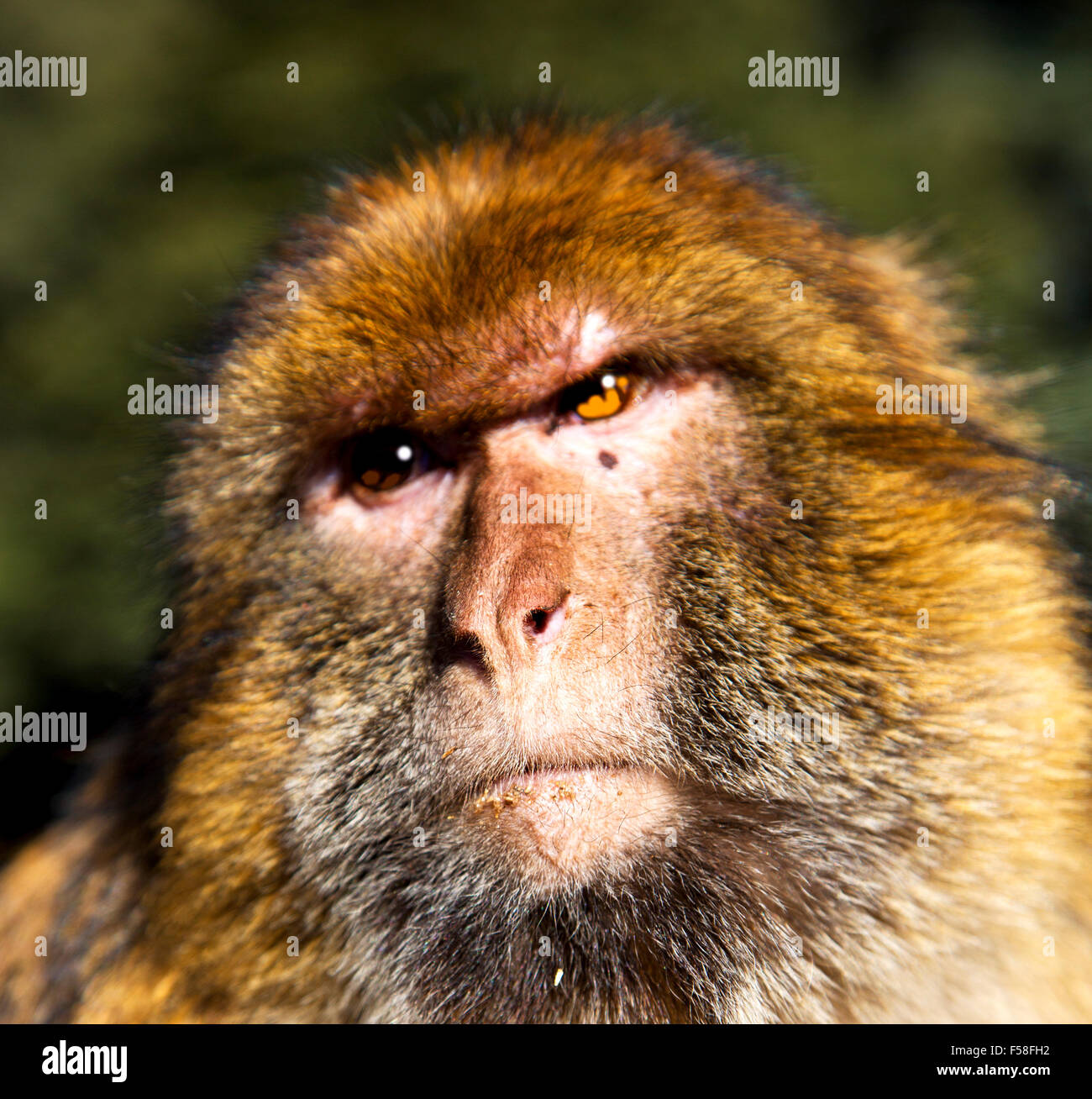 africa in morocco cedar forest the primitive monkey animal wildlife ...