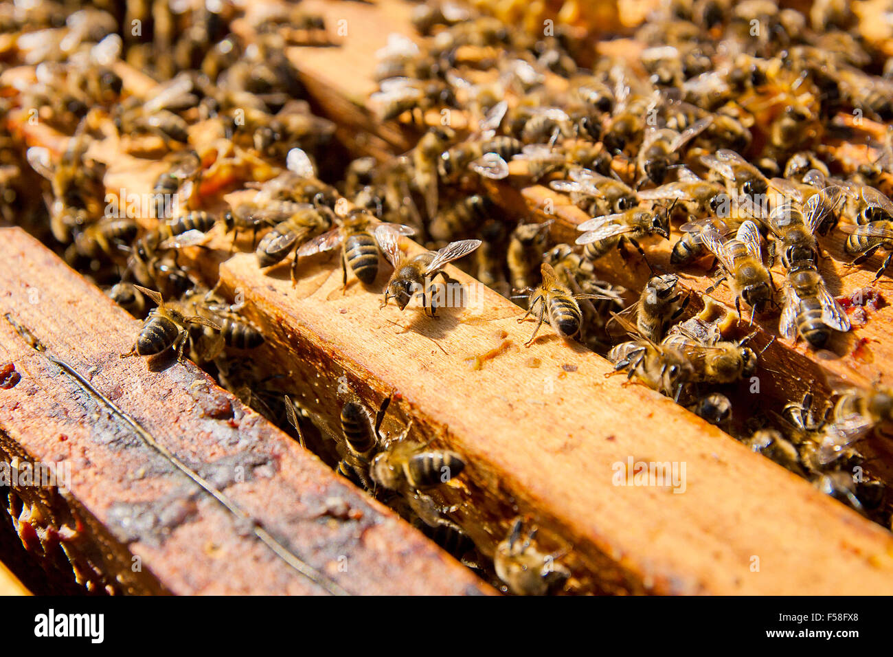 Close up view of the opened hive body showing the frames populated by ...