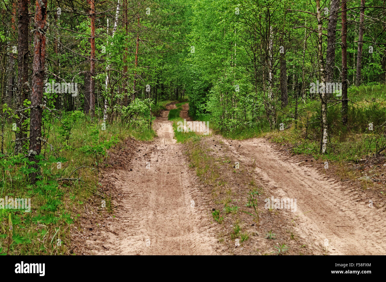 Forest sand road Stock Photo - Alamy