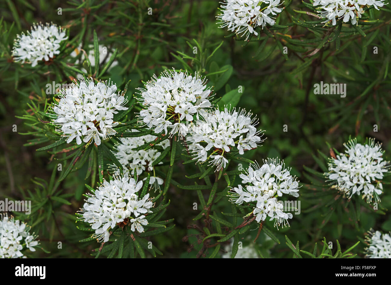 The blossoming Labrador tea in the spring wood Stock Photo - Alamy