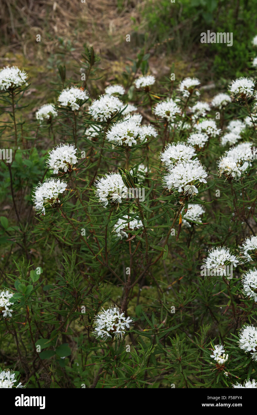 The blossoming Labrador tea in the spring wood Stock Photo - Alamy