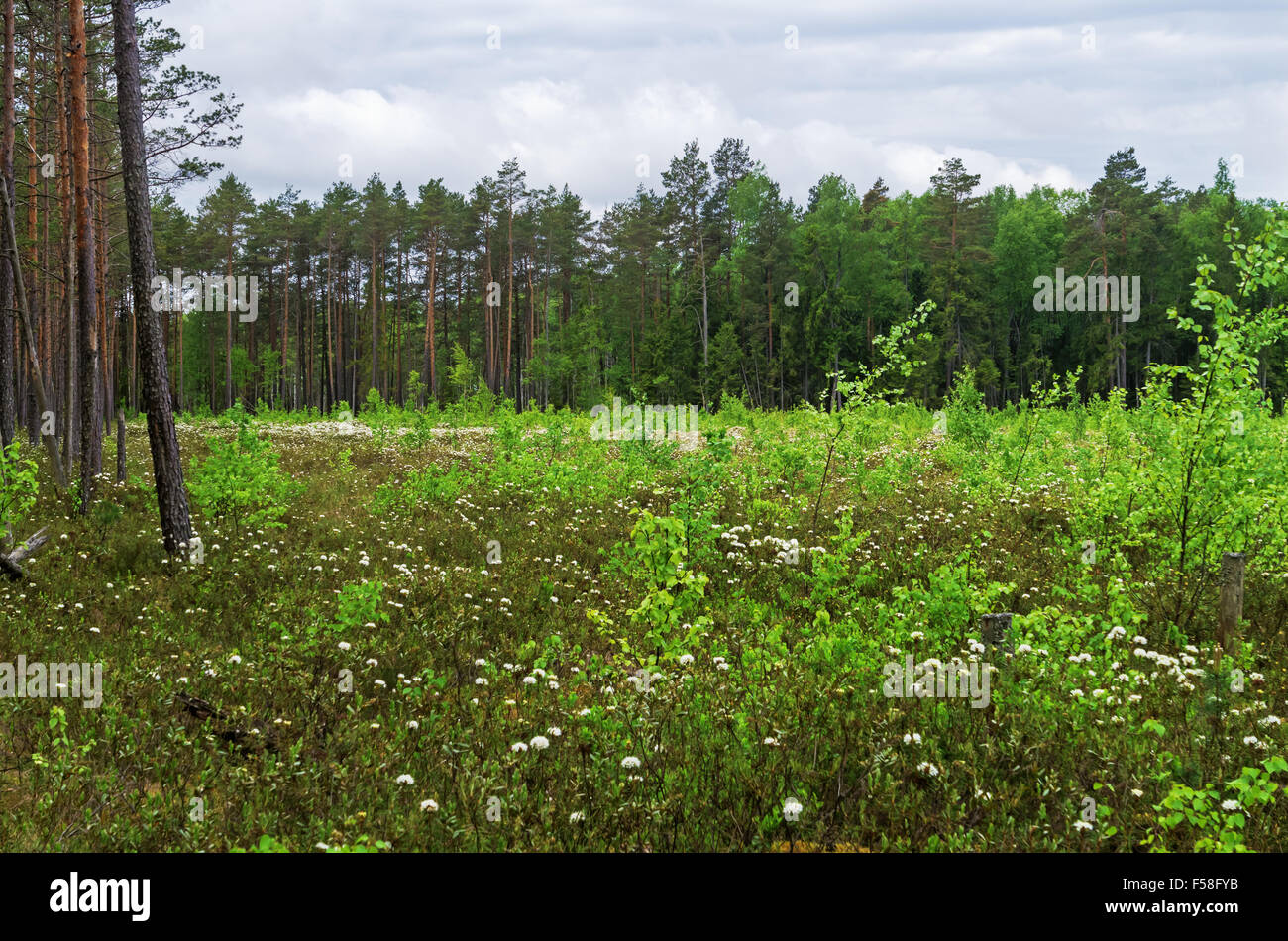 Labrador tea ledum palustre in hi-res stock photography and images - Alamy