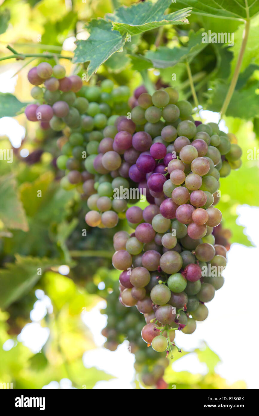 Delicious fresh grapes on vines Stock Photo - Alamy
