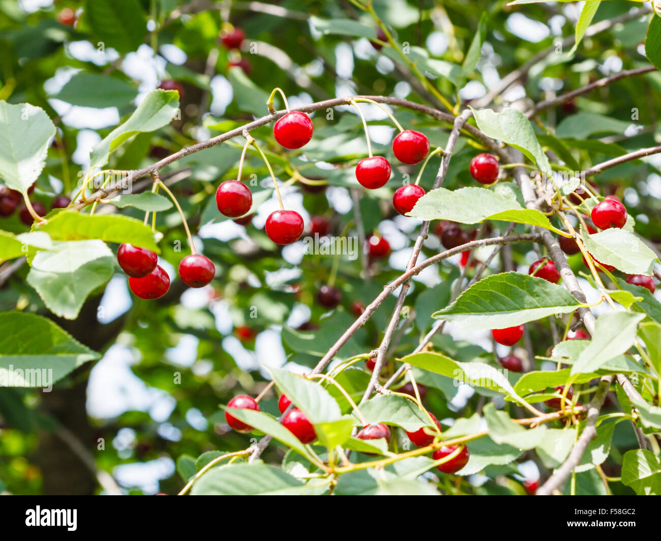 red cherry on tree branch in summer day in woods Stock Photo - Alamy