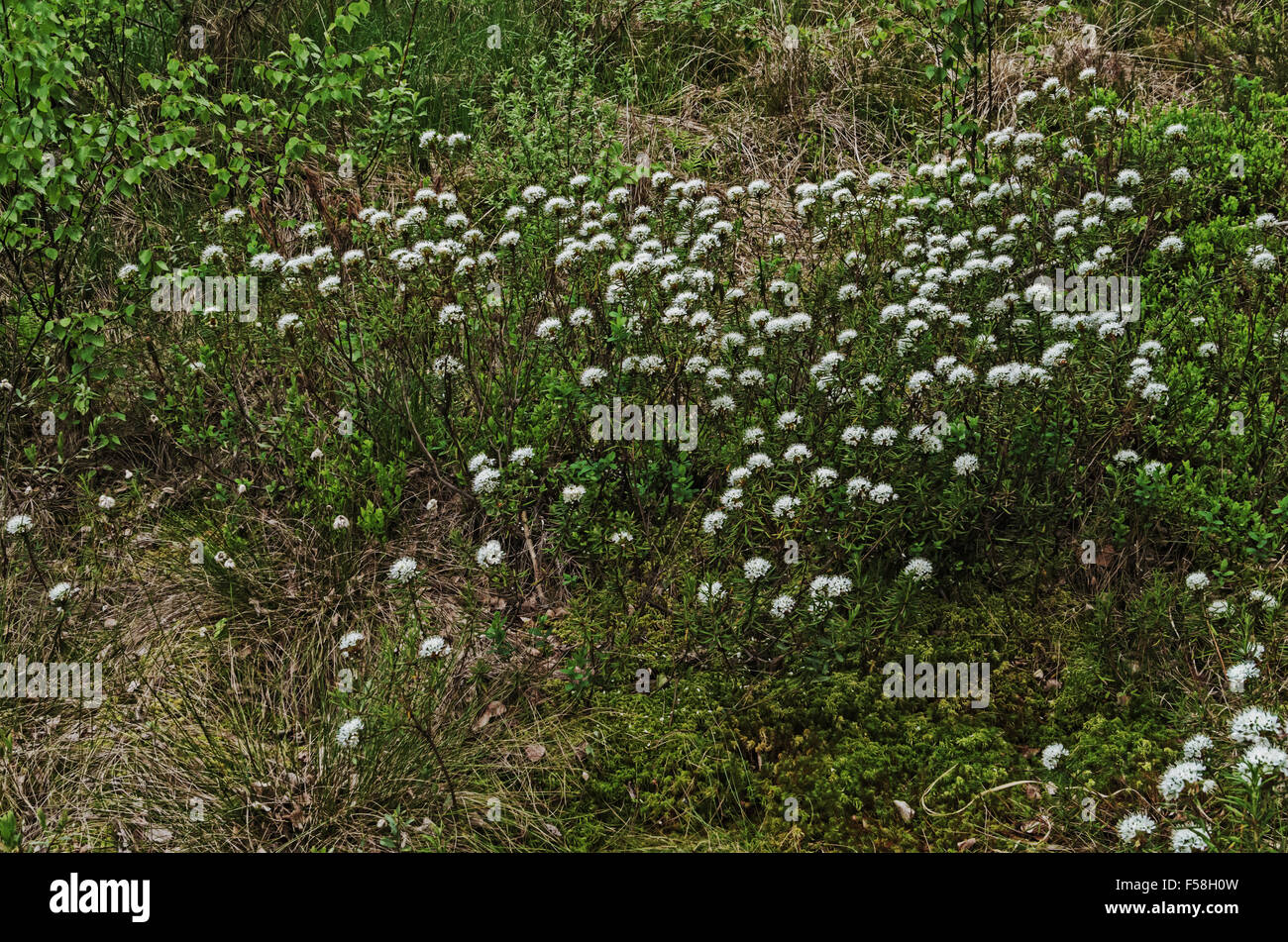 The blossoming Labrador tea in the spring wood Stock Photo - Alamy