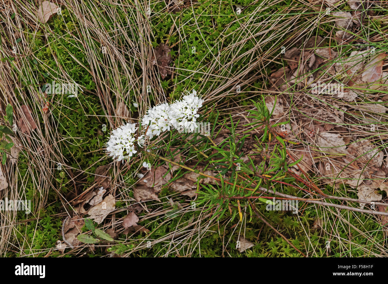 The blossoming Labrador tea in the spring wood Stock Photo - Alamy