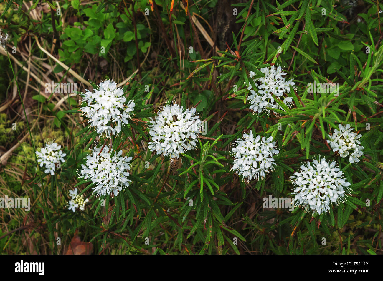 Labrador tea ledum palustre in hi-res stock photography and images - Alamy