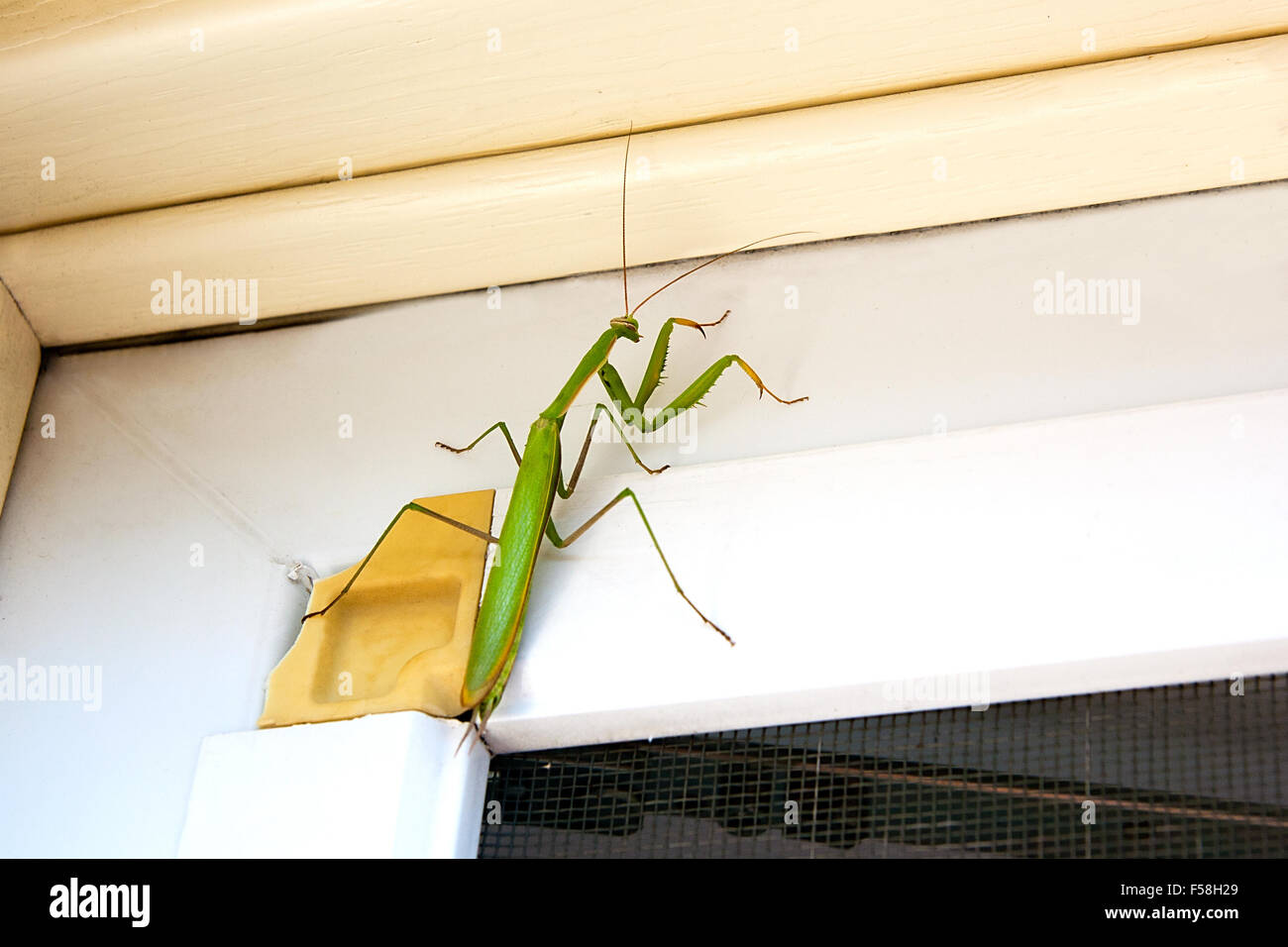 Praying Mantis insect in nature as a symbol of green natural ...
