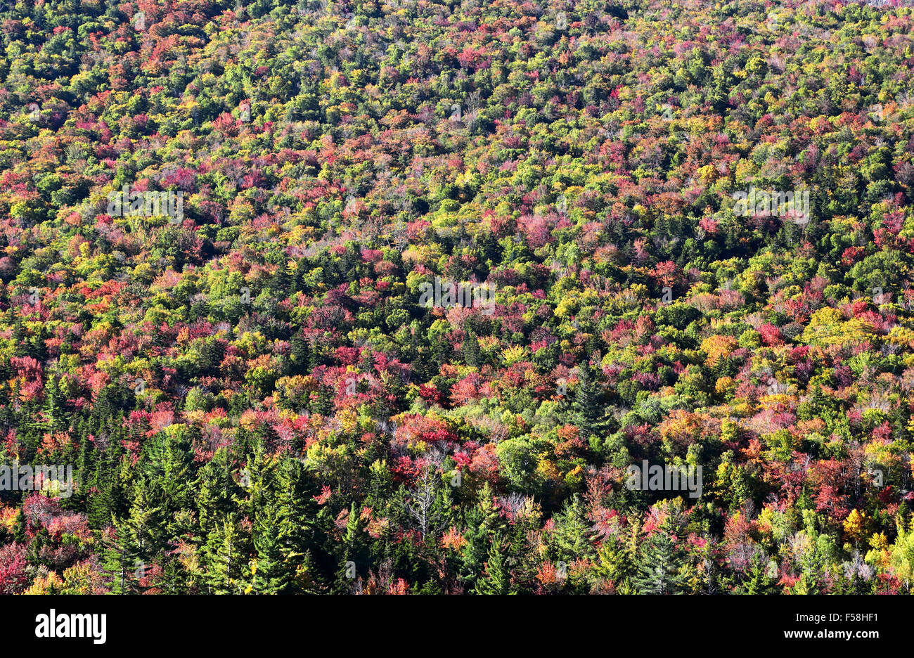 The Forest in its Fall Colors Stock Photo - Alamy